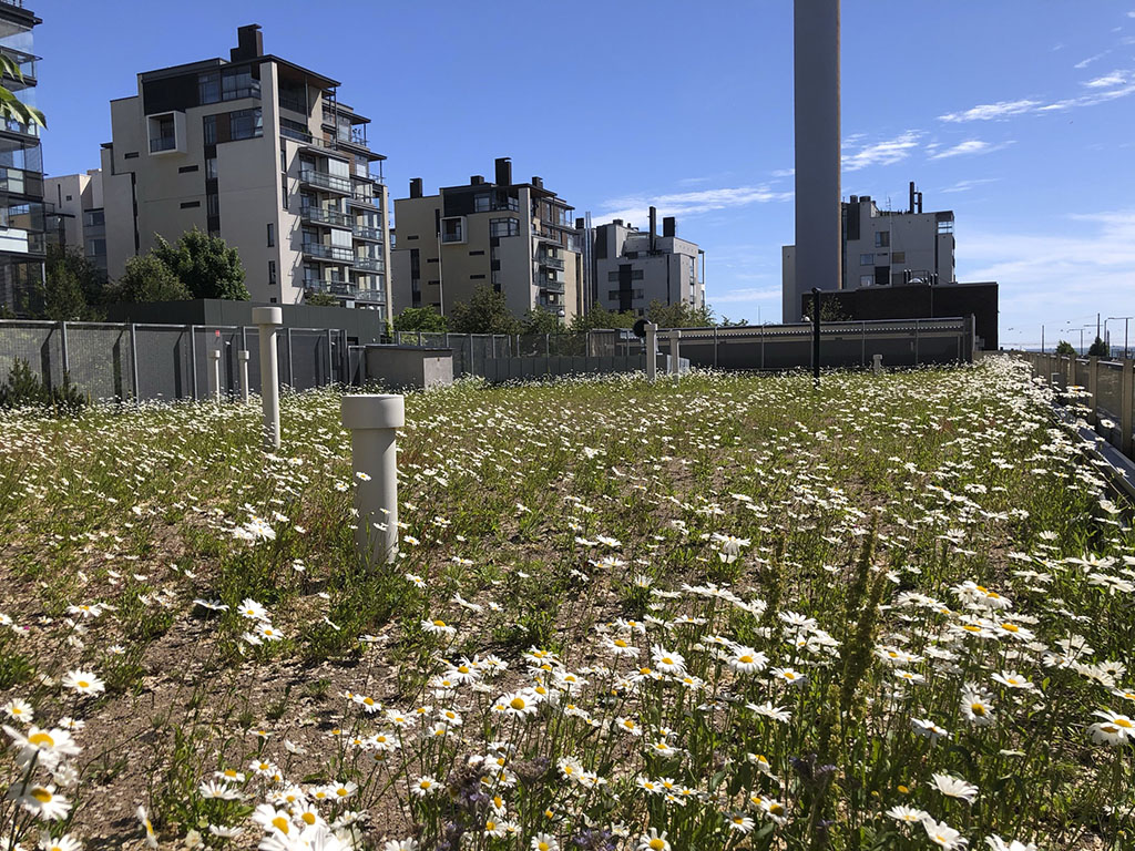 Meadow roof in Munkkisaari brings colourful meadow flowers into the ...